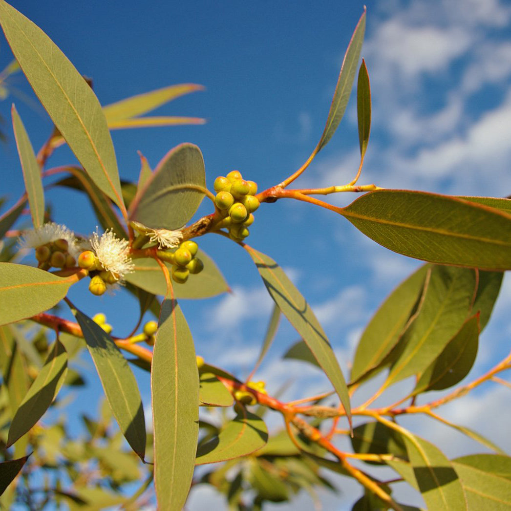 Ingredients – Omrub